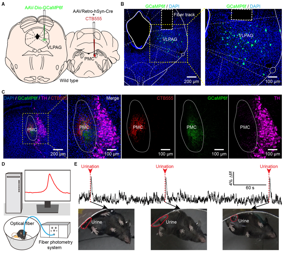 Front Cell Neurosci：VLPAG神经元的活动与排尿密切相关__财经头条