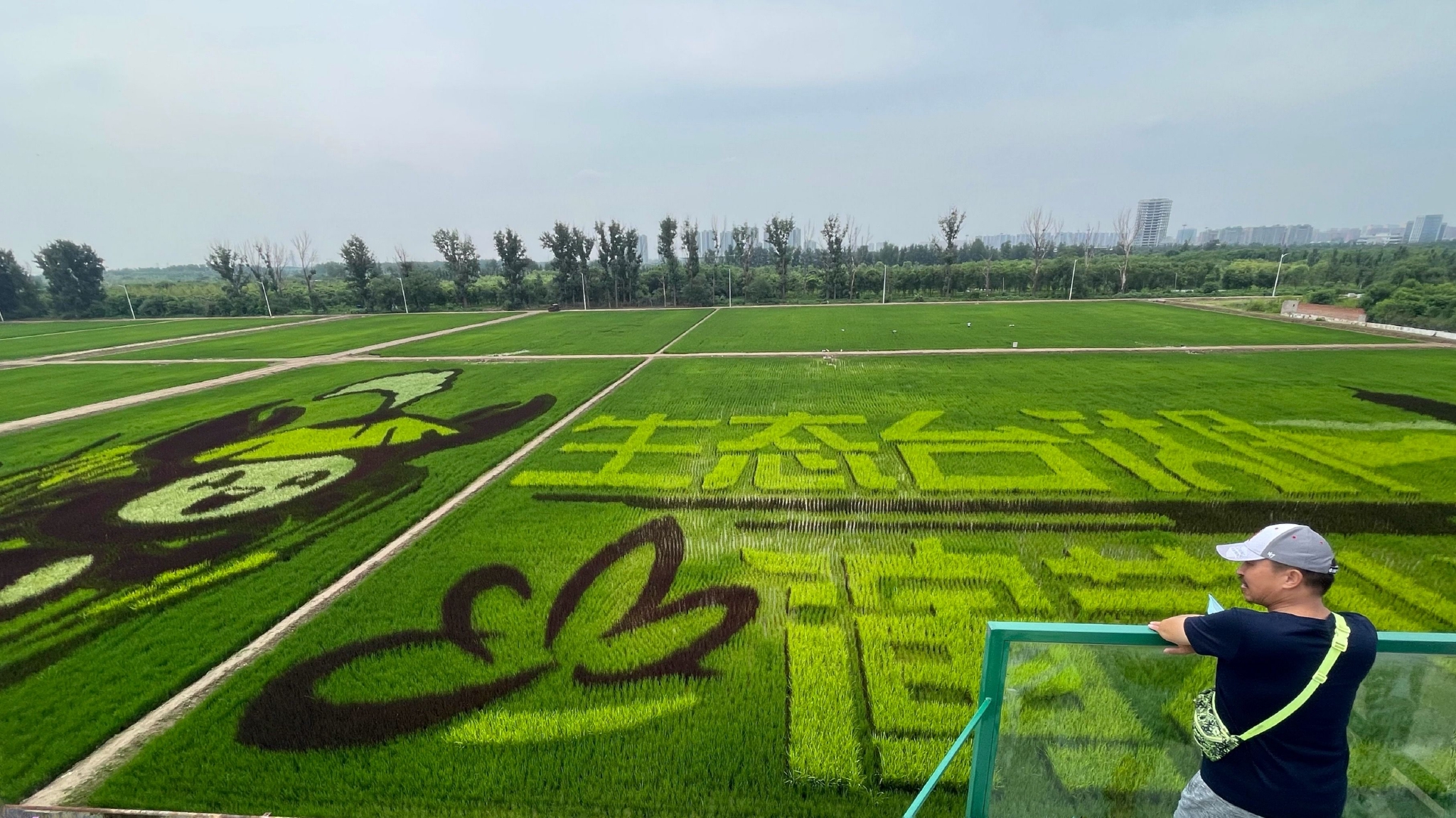 五彩水稻作“颜料”！北京台湖“绘”出巨幅稻田画