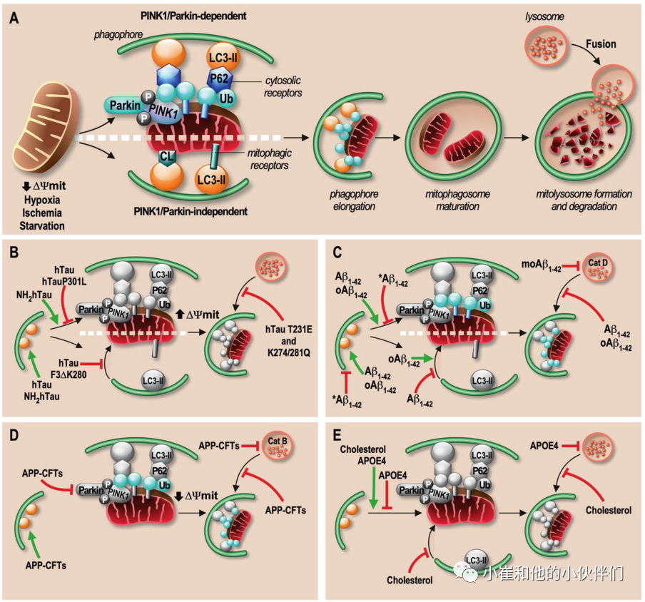 Mol Psychiatry综述：阿尔茨海默病中的线粒体自噬|突触_新浪新闻