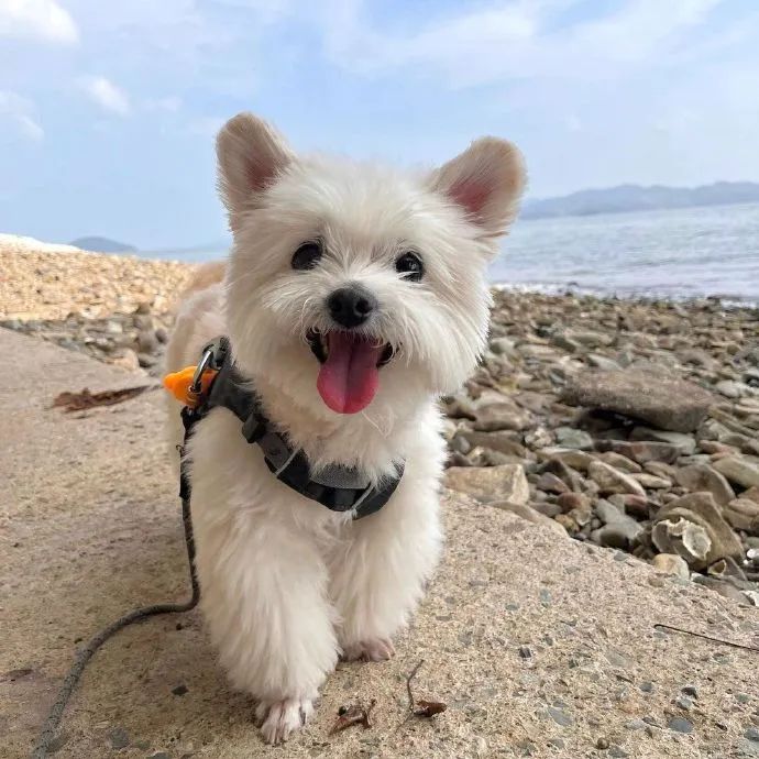 狗狗宝贝！呜呜小狗治愈一切|狗_新浪新闻
