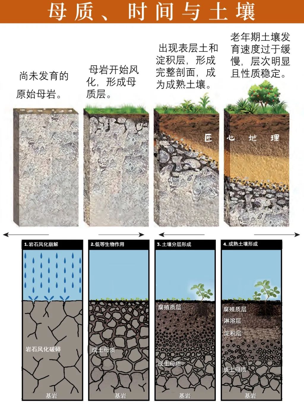 中国土壤分类及地带性分布、土壤腐殖质及其作用 财经头条