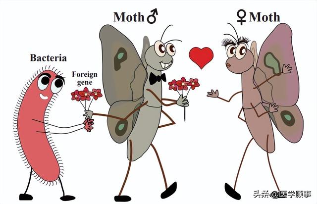 来自细菌的基因，竟能影响昆虫求偶|基因_新浪新闻