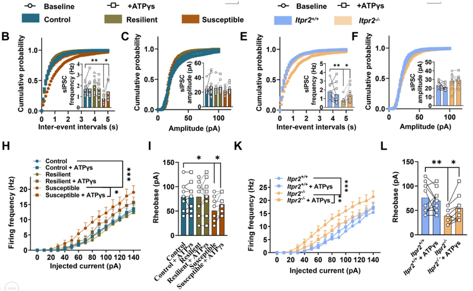 Bio Psychiatry：高天明院士团队揭示ATP通过mPFC-LHb环路调节抑郁样行为的新机制__财经头条
