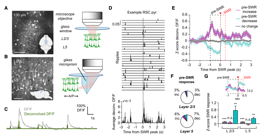 Cell Rep：丘脑皮层环路特定细胞沉默先于记忆相关的海马尖波波纹|光子_新浪新闻