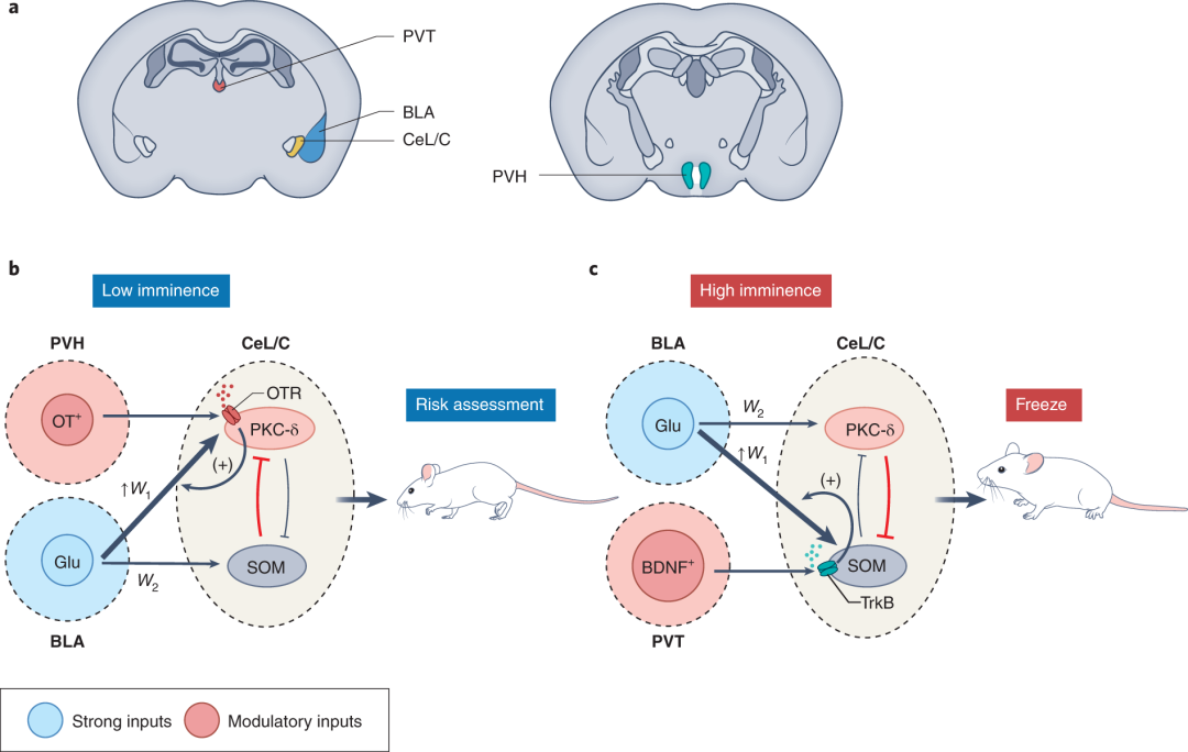 Nat Neurosci综述：中央杏仁核神经环路在动物危急时刻构建防御模式中发挥关键作用|电路_新浪新闻