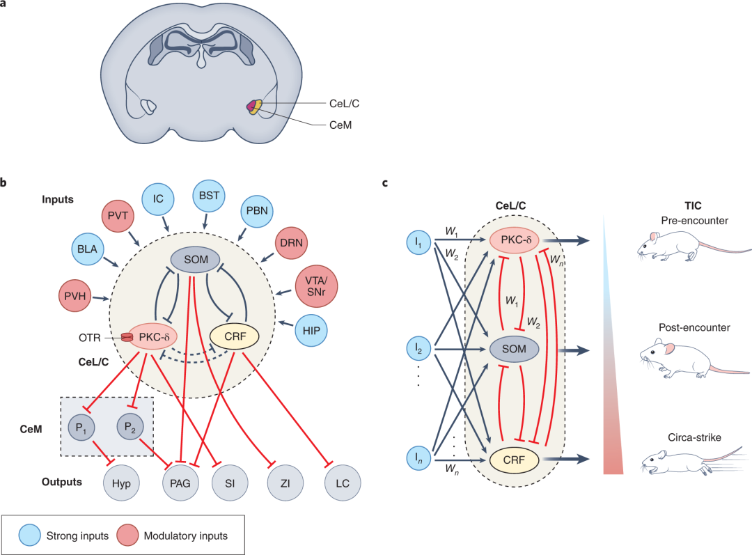 Nat Neurosci综述：中央杏仁核神经环路在动物危急时刻构建防御模式中发挥关键作用|电路_新浪新闻