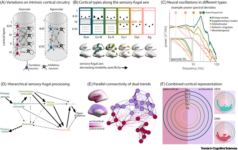 Trends in Cogn Sci综述：微架构在理解认知网络中的重要价值__财经头条