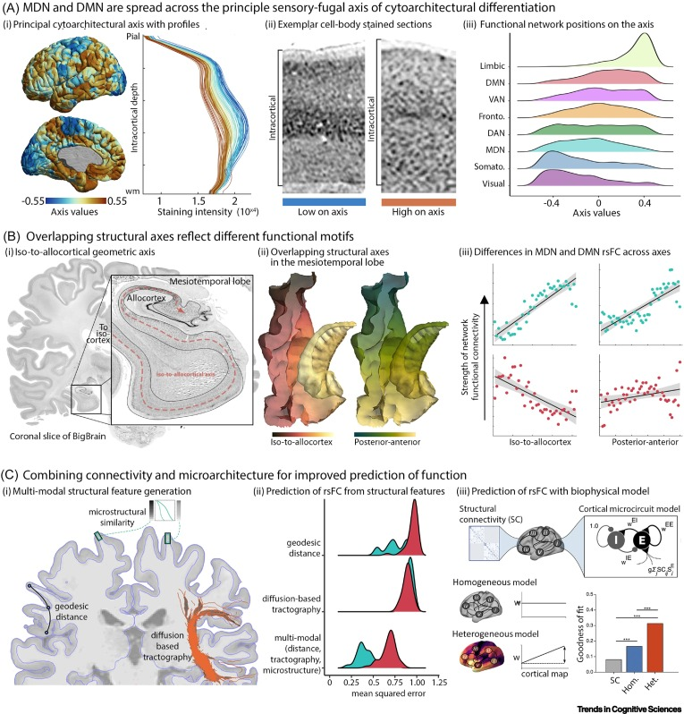 Trends in Cogn Sci综述：微架构在理解认知网络中的重要价值__财经头条