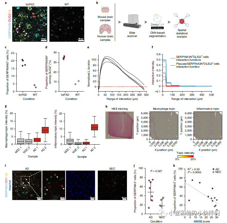 Nat Neurosci：中枢神经系统疾病相关的少突胶质细胞的共同特征__财经头条