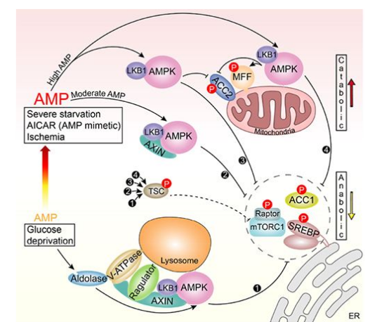 康迈斯多通路基因抗衰老之二：NAD+/AMPK__财经头条