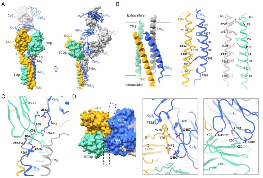施一公，再发Science！|西湖大学|施一公_新浪新闻