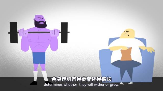 TED：肌肉是如何生长的？ 肌肉（muscle），人体肌肉约639块……|肌细胞_新浪新闻