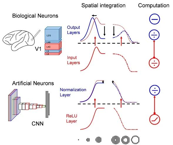 Cell 子刊：邢大军团队揭示猕猴整合大范围空间信息的层级变化规律__财经头条