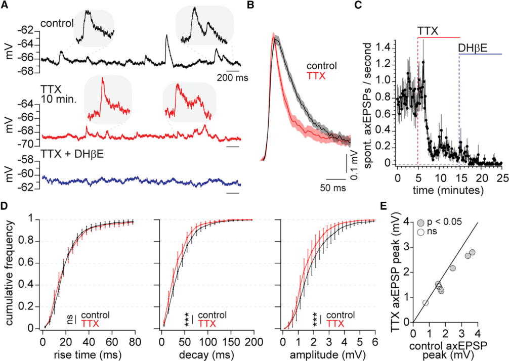 Neuron新发现：从胆碱能中间神经元到多巴胺能纤维的“突触样轴突—轴突”信息传递