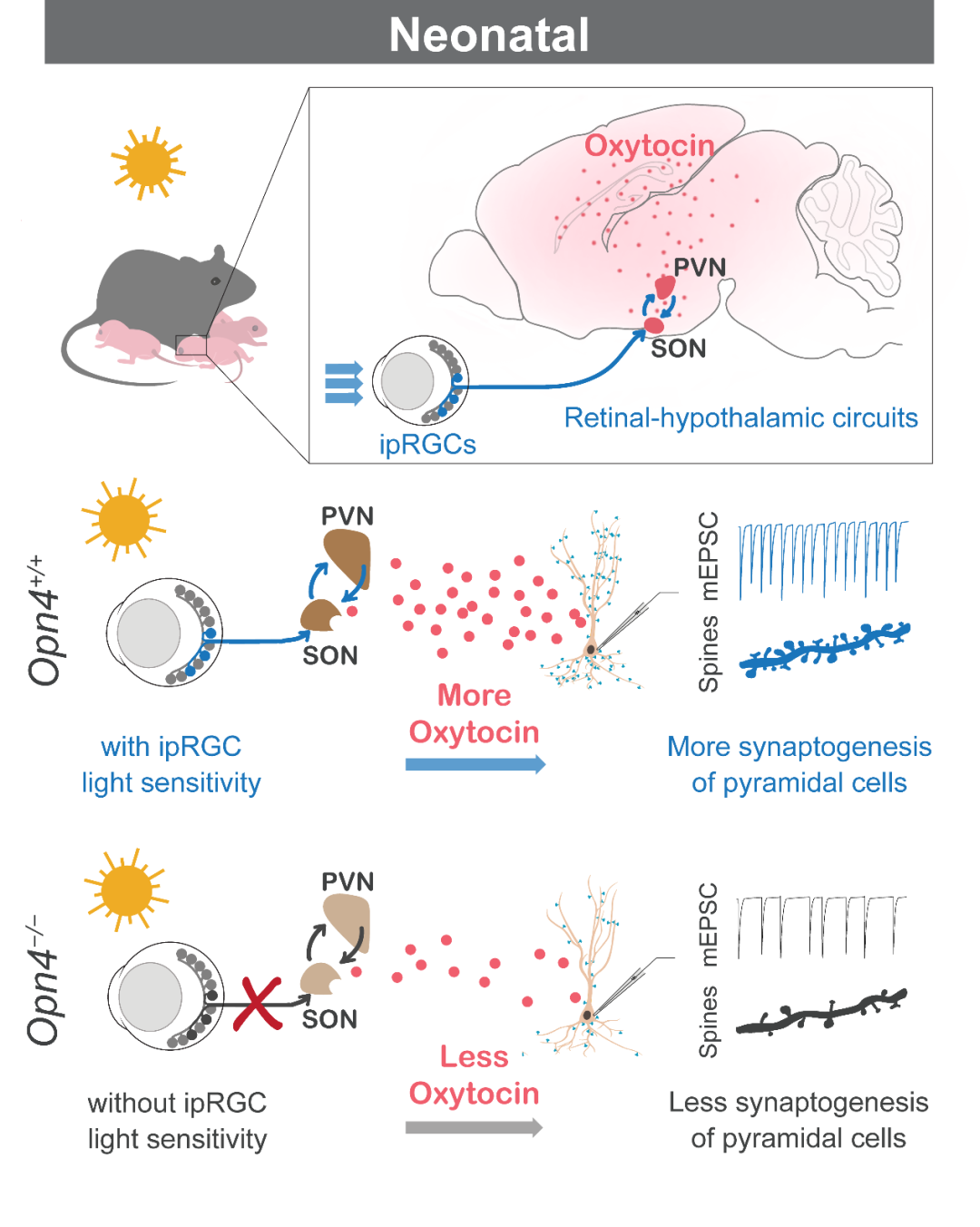 Cell 对话：中科大薛天/鲍进团队揭示光感知促进脑发育的神经机制__财经头条