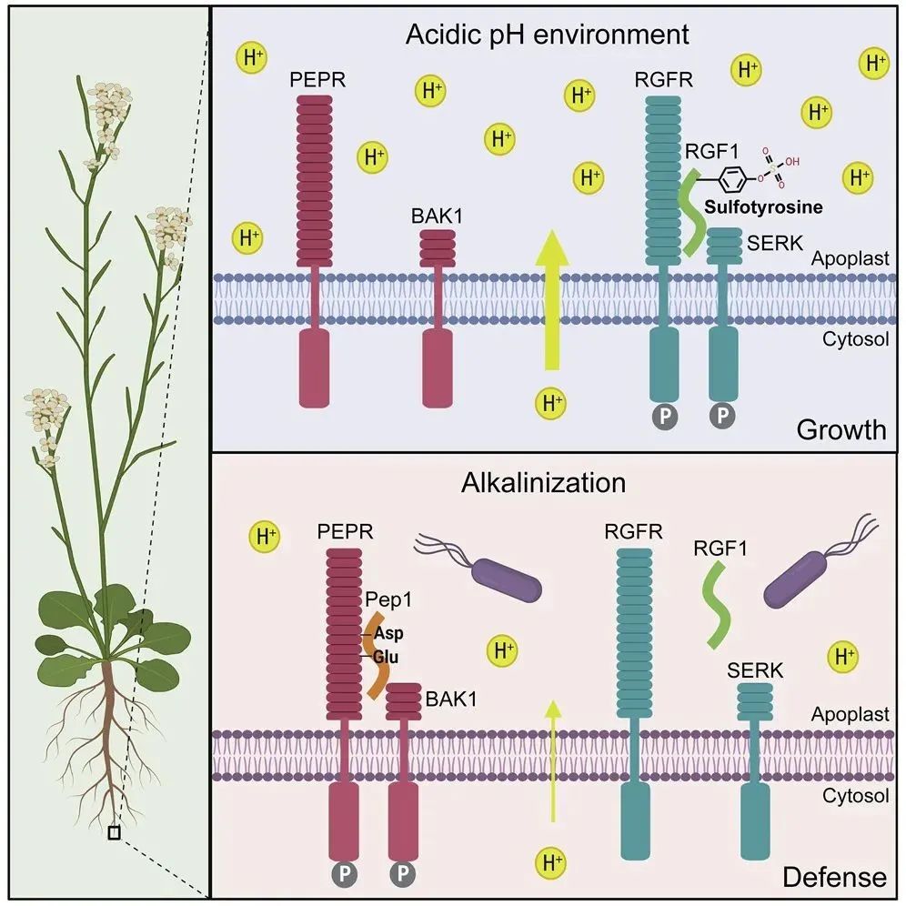 郭红卫/柴继杰合作团队《细胞》发文，揭开植物感知胞外酸碱变化之谜|南方科技大学_新浪新闻