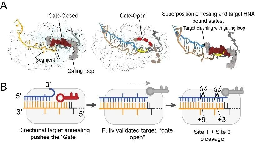 今日《科学》：可爱龙实验室解析 sgRNA引导和靶向RNA激活的蛋白酶系统|RNA_新浪新闻