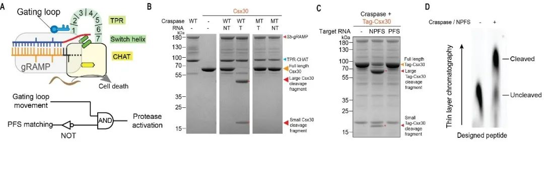 今日《科学》：可爱龙实验室解析 sgRNA引导和靶向RNA激活的蛋白酶系统|RNA_新浪新闻