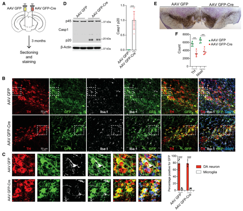 Neuron：神经元NLRP3是帕金森病中驱动神经退变的Parkin底物__财经头条