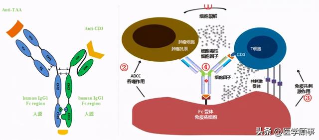 CD38靶点单双抗齐角逐|生物|肿瘤_新浪新闻