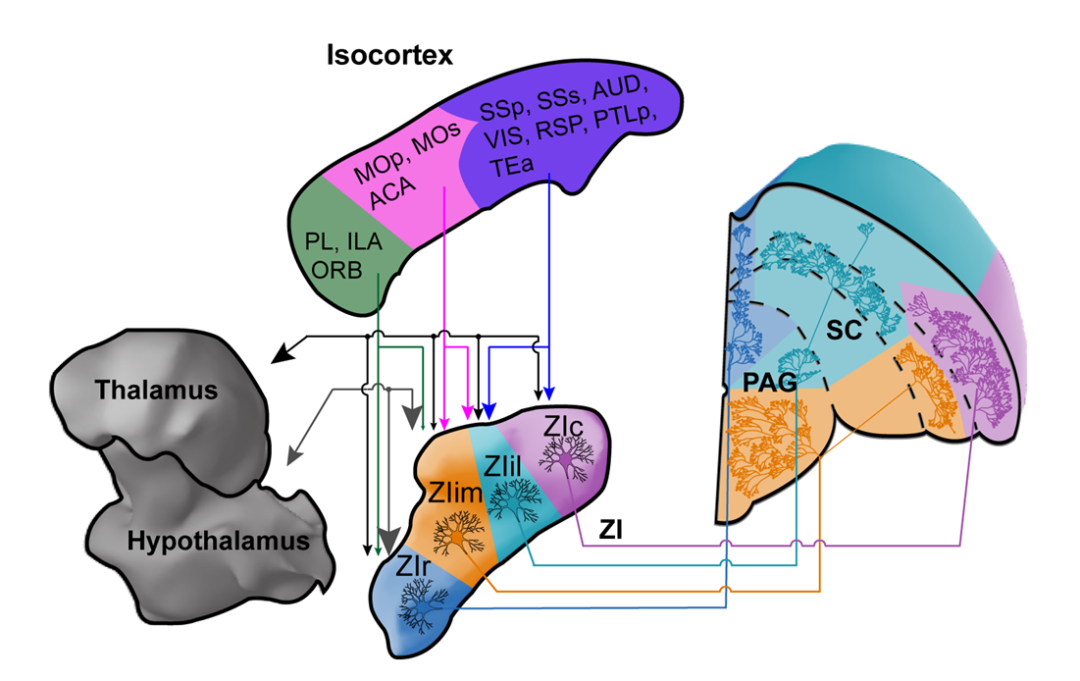NB：华中科大龚辉/李向宁报道未定带的GABA能神经元全脑连接组__财经头条