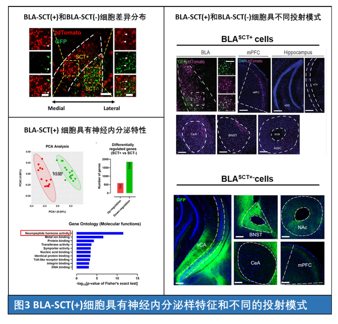 NSR：暨南大学张力课题组发现调控社交的杏仁核神经元集群|暨南大学|集群|神经元_新浪新闻