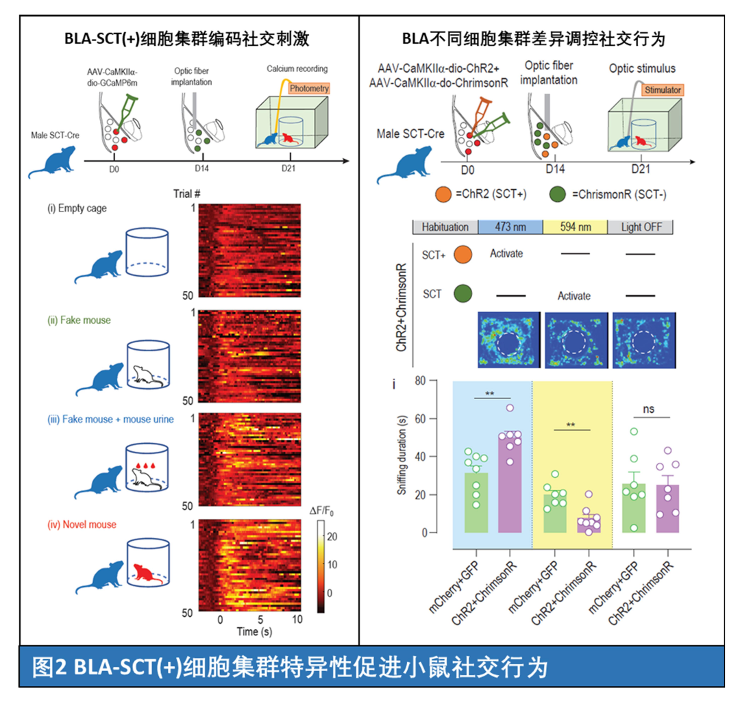 NSR：暨南大学张力课题组发现调控社交的杏仁核神经元集群|暨南大学|集群|神经元_新浪新闻