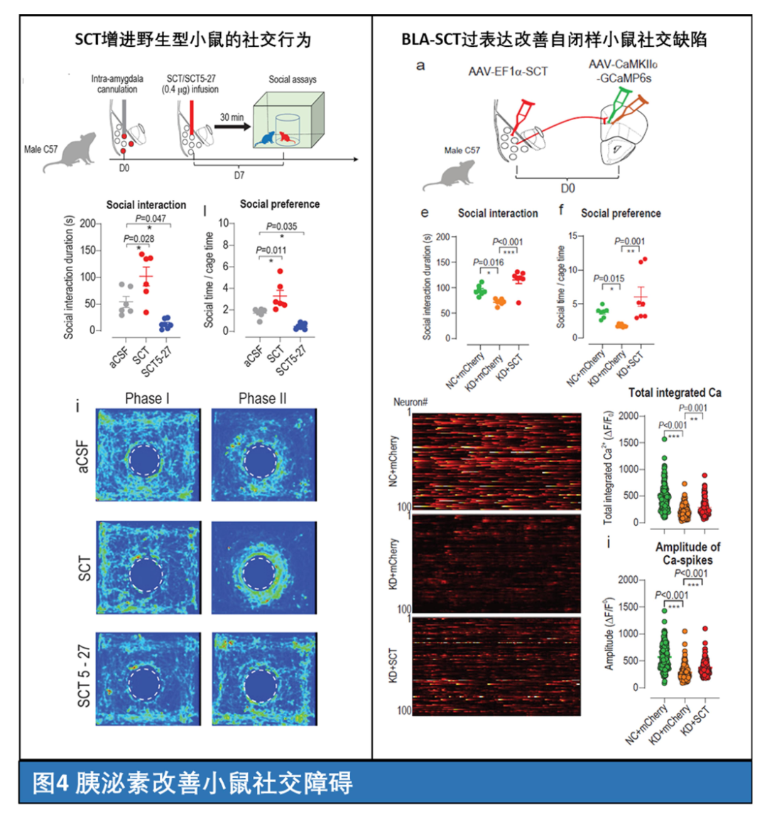 NSR：暨南大学张力课题组发现调控社交的杏仁核神经元集群|暨南大学|集群|神经元_新浪新闻