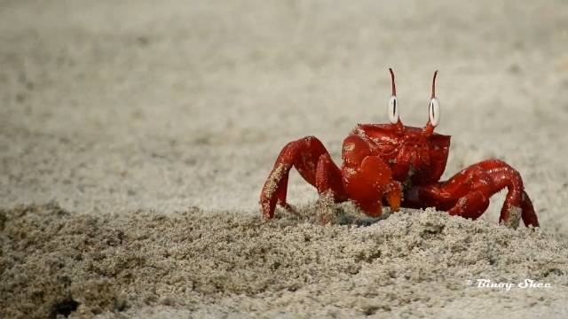 巨角沙蟹（ocypode macrocera）又叫红色幽灵蟹……_新浪新闻