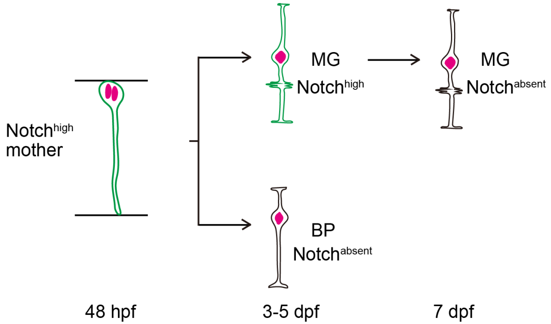 EMBO Reports：神经元与胶质细胞互作参与调控胶质细胞命运__财经头条