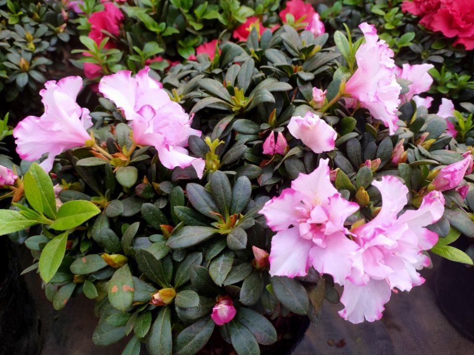 盆栽杜鹃在花期养护，注意3个养护技巧，花繁叶茂，观赏期长|杜鹃|养护|施肥_新浪新闻