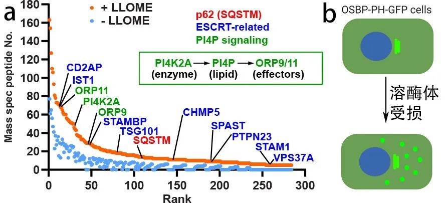 今日《自然》：两位科学家首次揭示溶酶体修复的核心机制|匹兹堡大学_新浪新闻