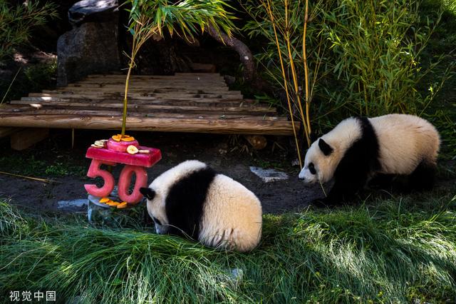 西班牙马德里动物园为双胞胎大熊猫“友友”“久久”庆祝一岁生日|熊猫_新浪新闻