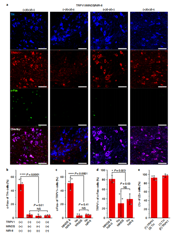 Nat. Biomed. Eng：新技术对自由行为小鼠进行无栓光热深部脑刺激__财经头条