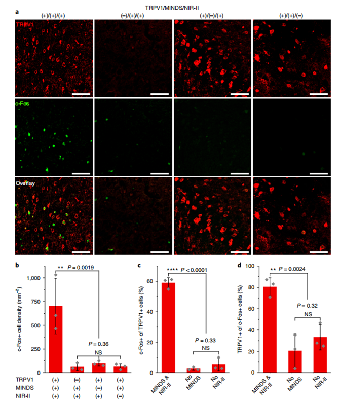 Nat. Biomed. Eng：新技术对自由行为小鼠进行无栓光热深部脑刺激__财经头条