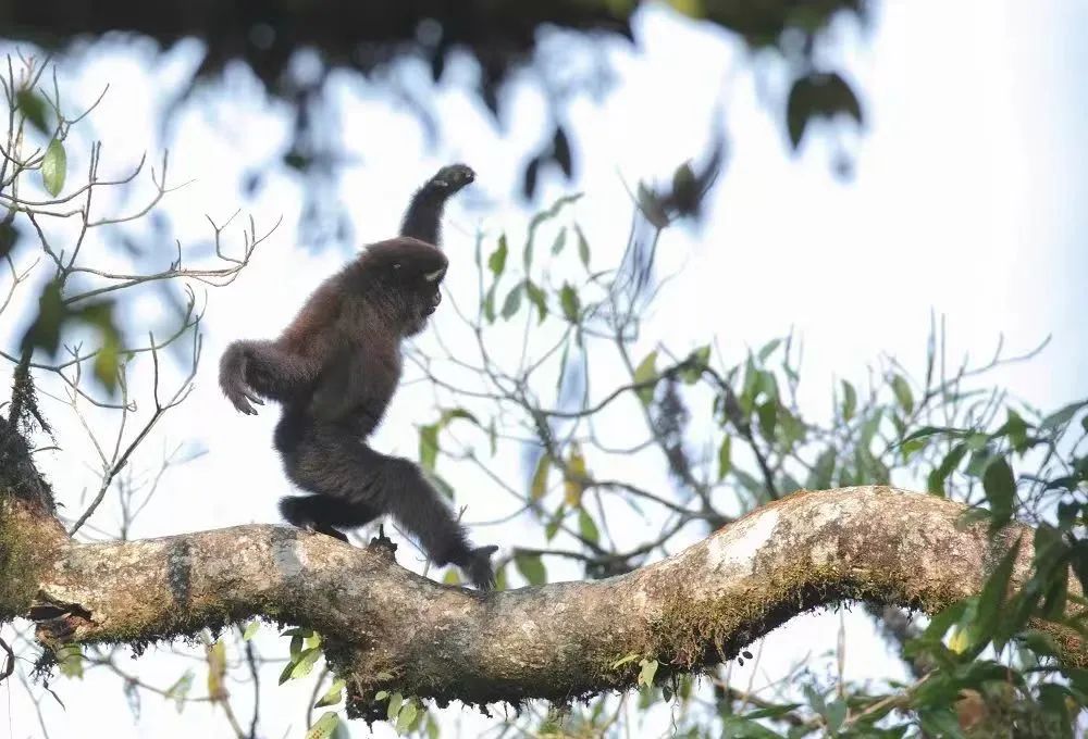 仅剩200只成熟个体：贵州独有的黔金丝猴，已经极度濒危了__财经头条