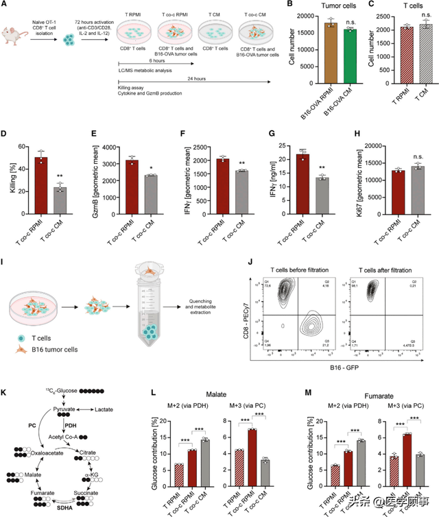 Cell子刊：调节CD8+ T细胞的丙酮酸和琥珀酸信号抗肿瘤免疫反应|肿瘤_新浪新闻