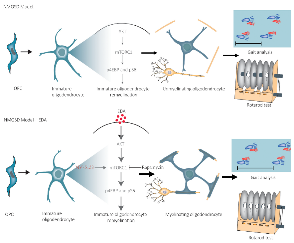 Glia：邱伟/汤常永团队报道NMOSD受损神经再生修复的潜在治疗策略|论文_新浪新闻