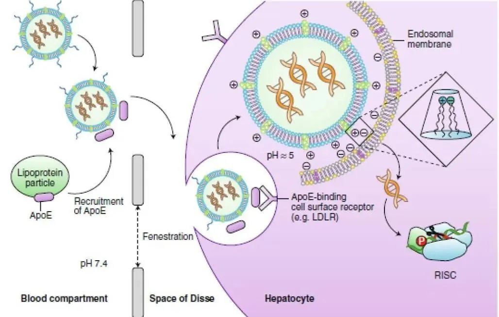 寡核苷酸研发热情高涨，纳米药物递送技术引领新一轮浪潮|细胞膜_新浪新闻