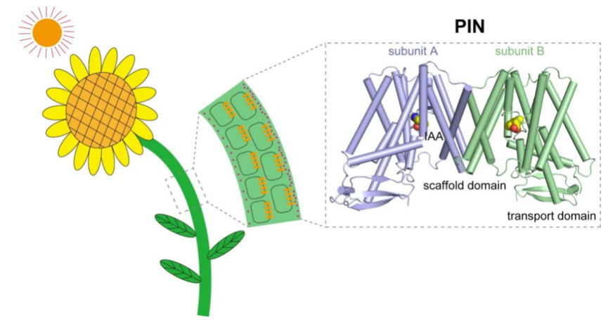 植物生长素研究迎重大突破：中国科学家阐明生长素极性运输的分子机制，为开发新型小分子抑制剂奠定基础__财经头条