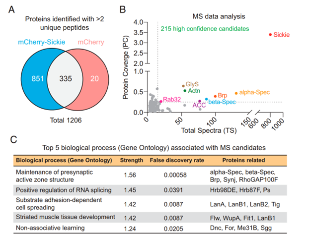 大脑是如何主动进行遗忘的？|基因_新浪新闻