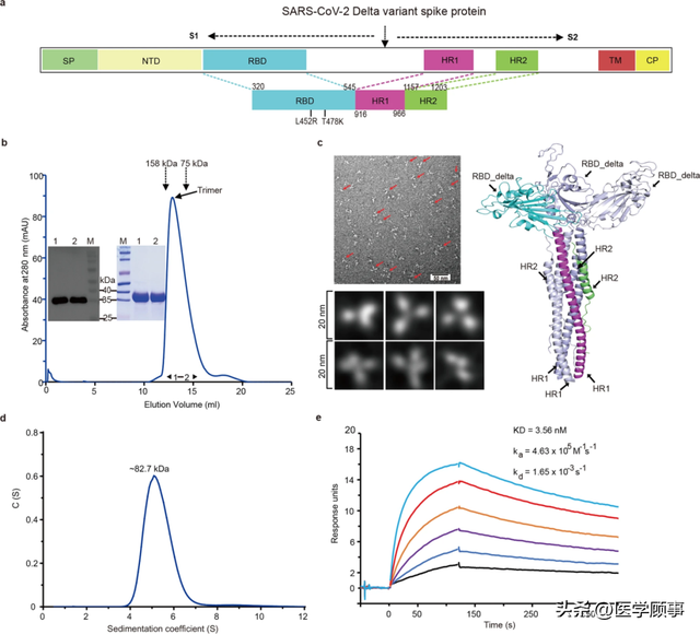 自组装三聚体重组蛋白疫苗高效预防Omicron变异新冠病毒感染|灵长类动物|新冠肺炎_新浪新闻