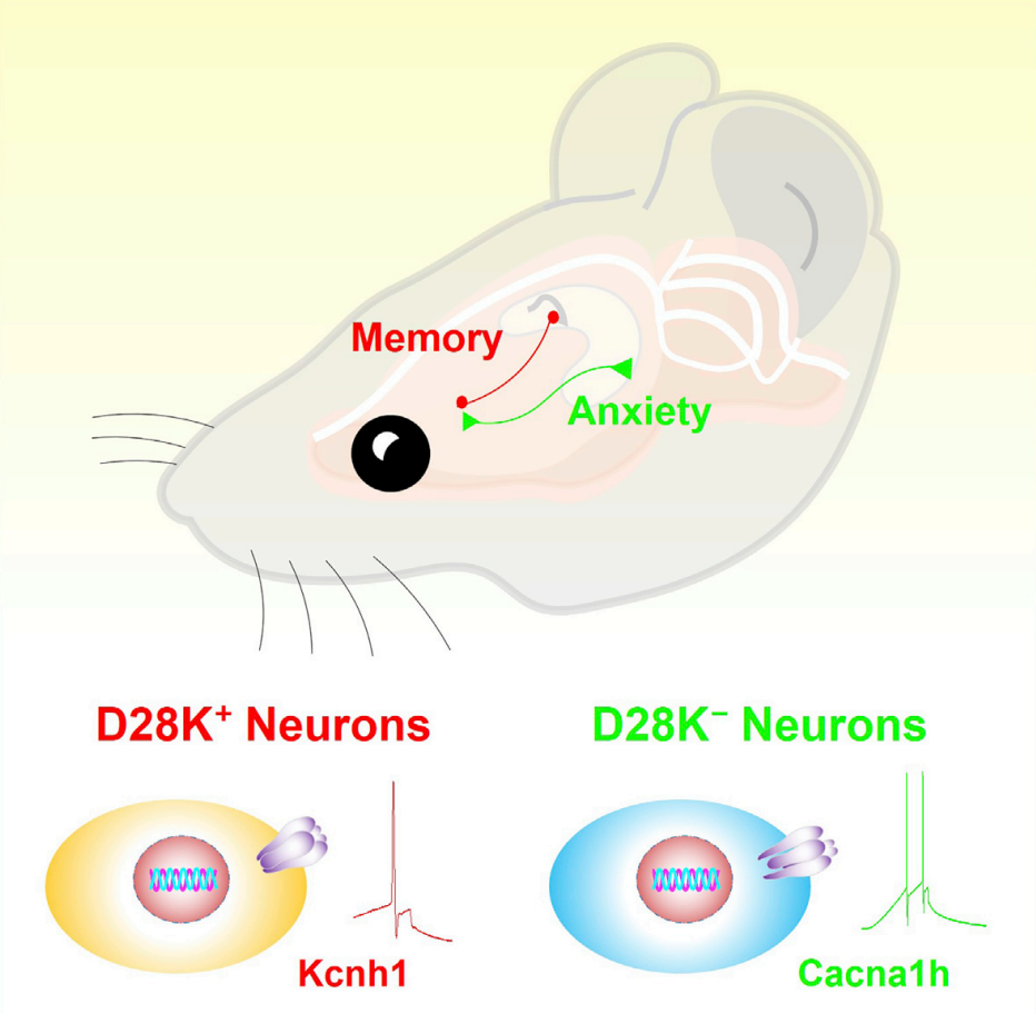 Neuron：华科鲁友明/朱玲强团队发现两种不同的胆碱能神经细胞，可调控焦虑和记忆|神经细胞|华中科技大学_新浪新闻