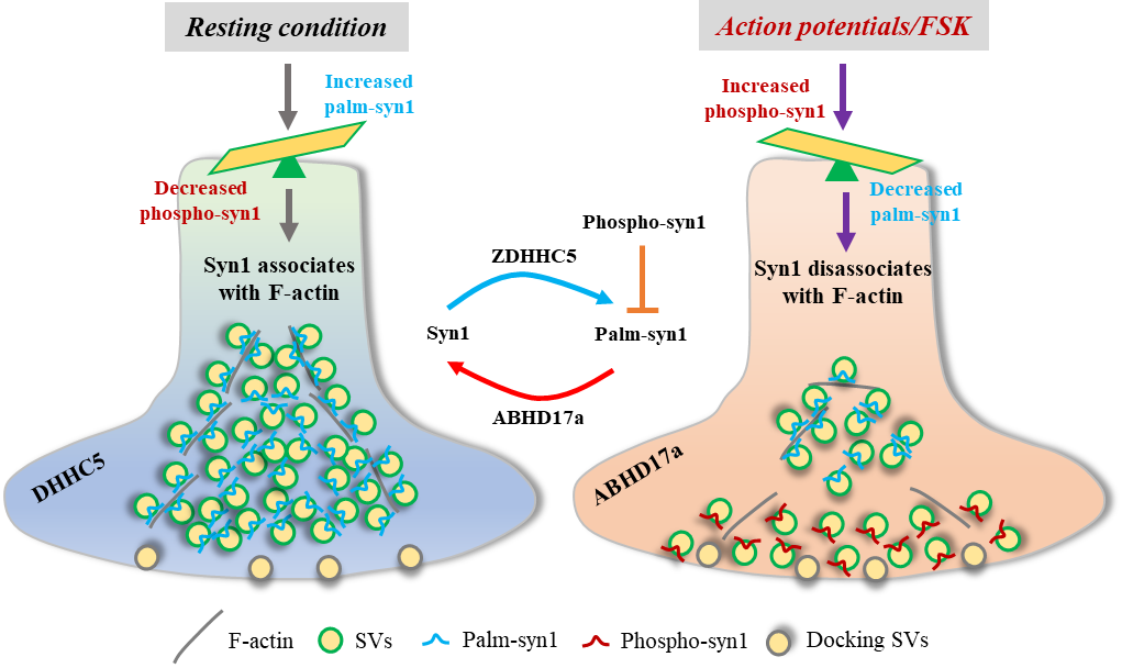 孔二艳团队发现蛋白棕榈酰化修饰调控神经突触囊泡动态发生机制|突触_新浪新闻