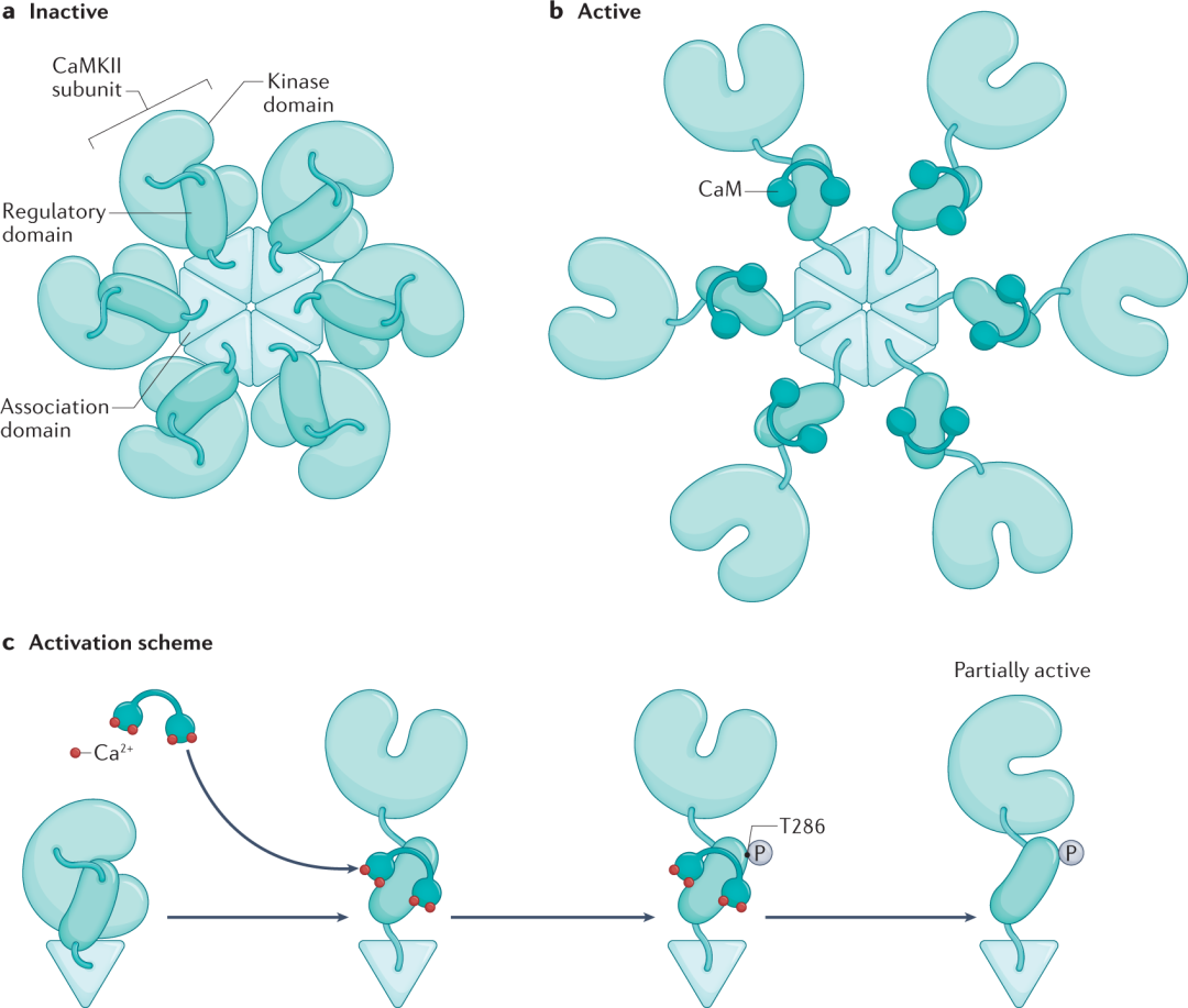 Nat Rev Neurosci最新综述：突触可塑性、学习和记忆的核心分子组织者——CaMKII|突触_新浪新闻