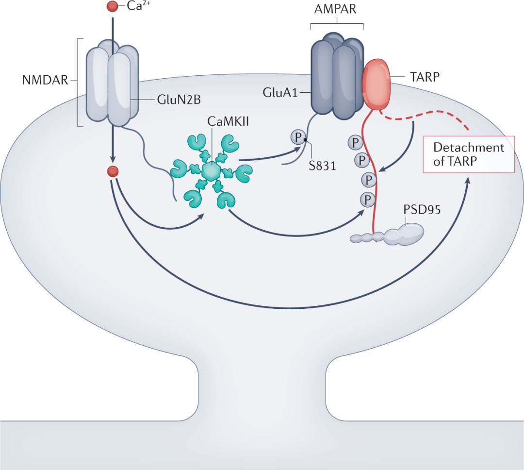 Nat Rev Neurosci最新综述：突触可塑性、学习和记忆的核心分子组织者——CaMKII|突触_新浪新闻