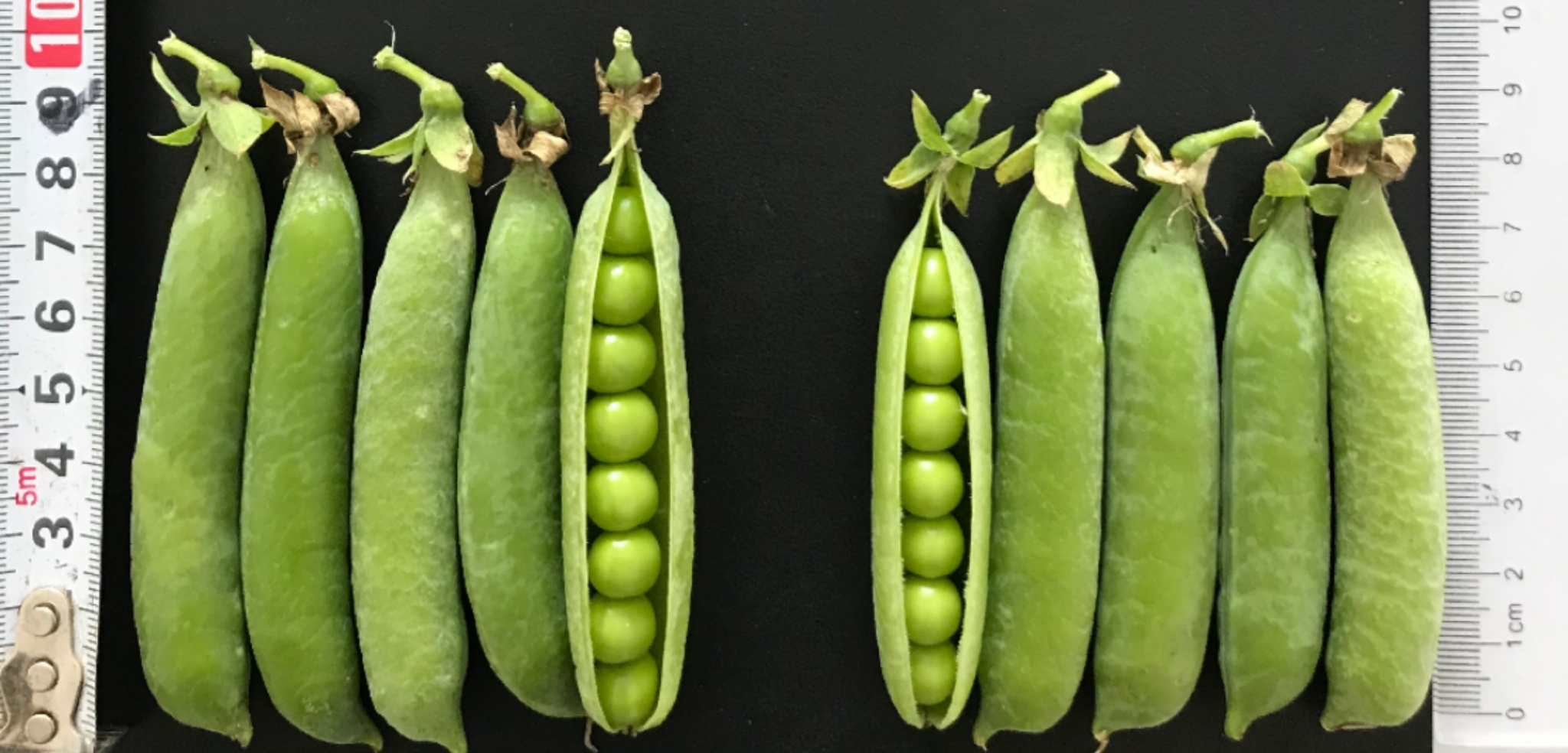 小豌豆中有大秘密 中国豌豆基因组高质量精细物理图谱绘制成功|遗传学|物理|基因_新浪新闻