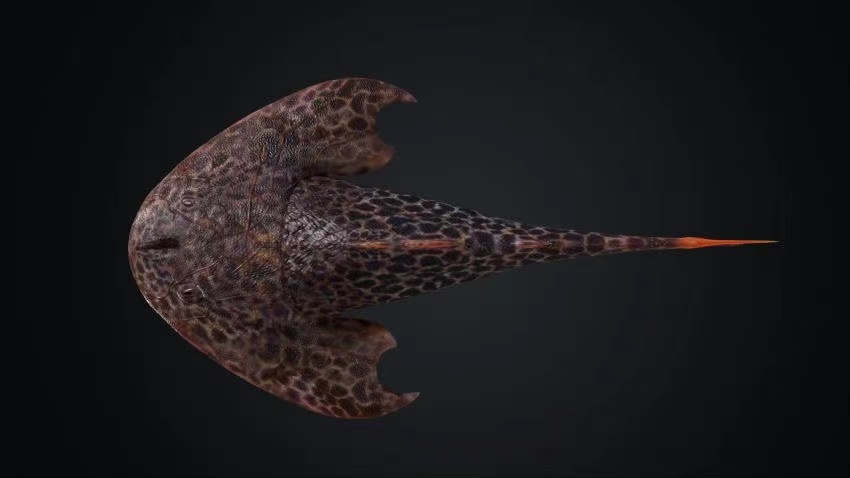 “从鱼到人”脊椎动物演化史关键点被找到_手机新浪网