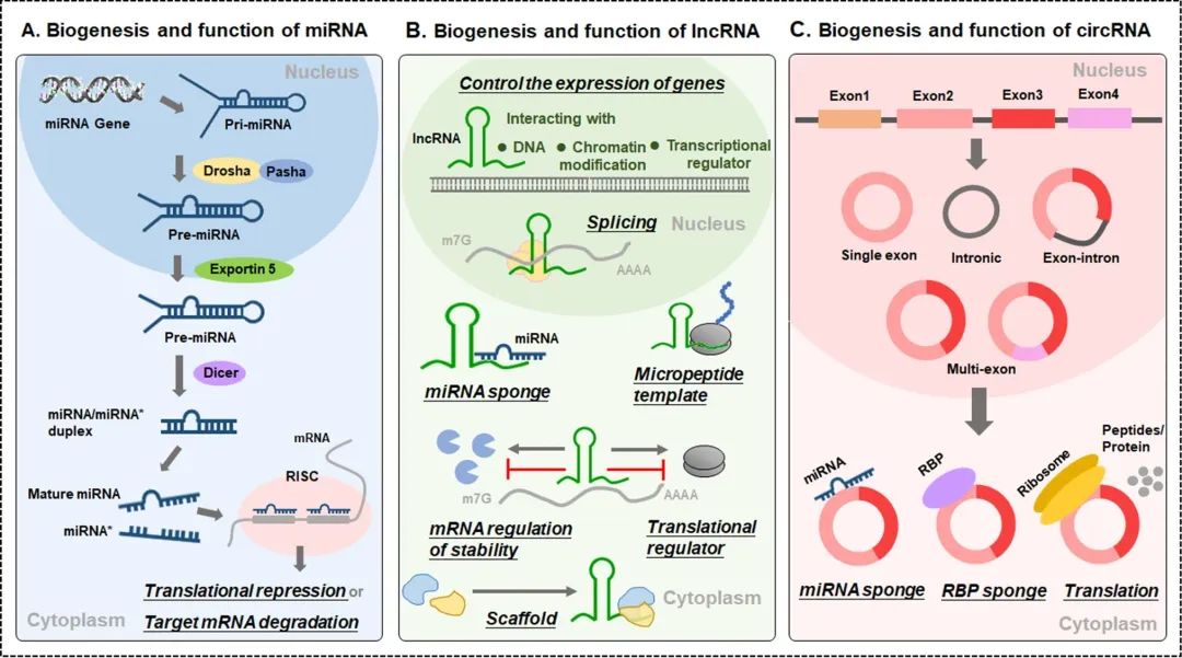 NB：东南大学姚红红教授综述ncRNA对中枢系统疾病胶质细胞的调节__财经头条