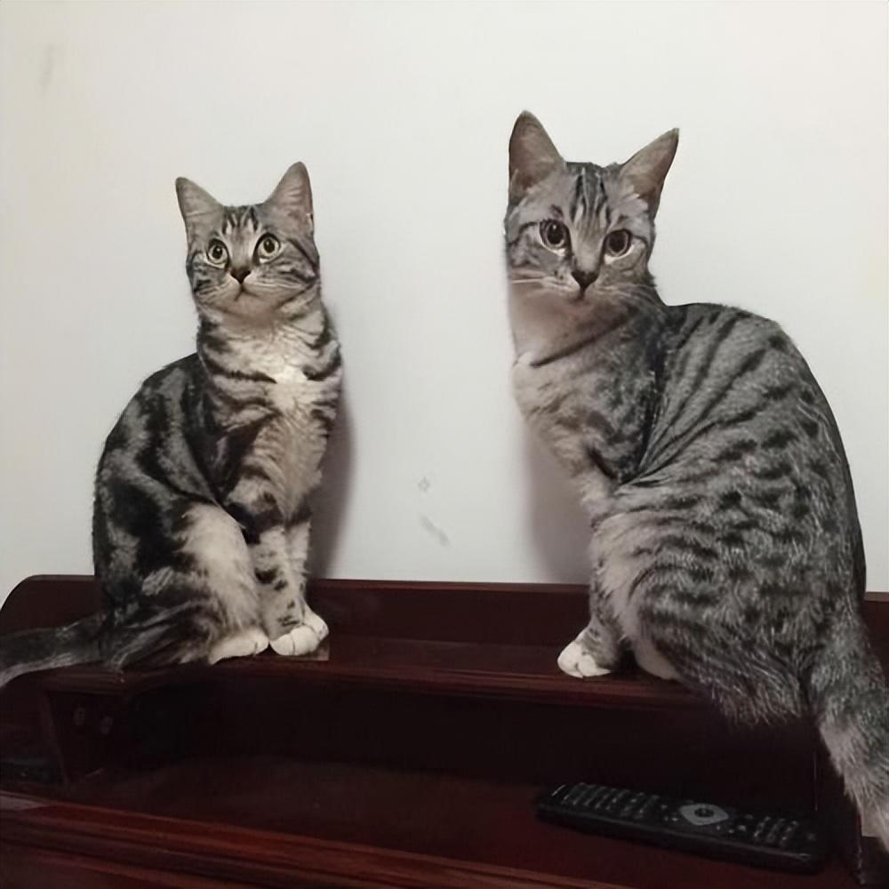 “狸花猫”和“美短猫”，一个本土，一个进口，哪只更好养？|狸花猫|猫|本土_新浪新闻